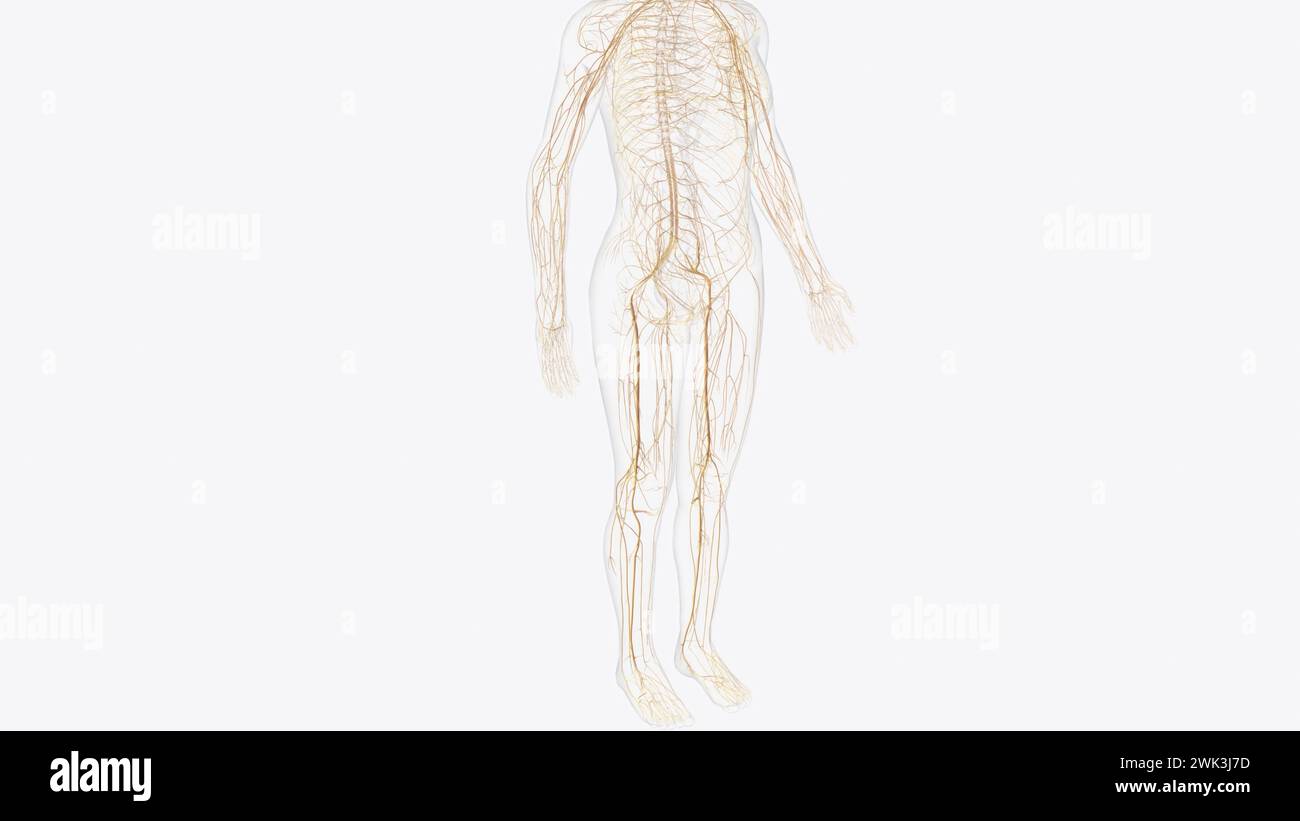 The somatic nervous system (SNS) includes all nerves that run to and ...