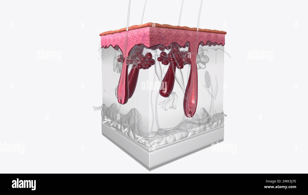 Keratinous layer Cut Out Stock Images & Pictures - Alamy