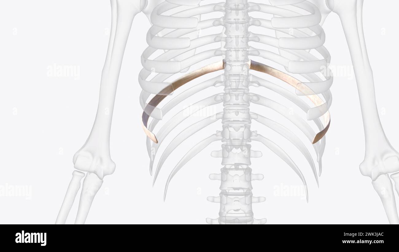 Rib cage sternum anatomy bones hi-res stock photography and images - Alamy