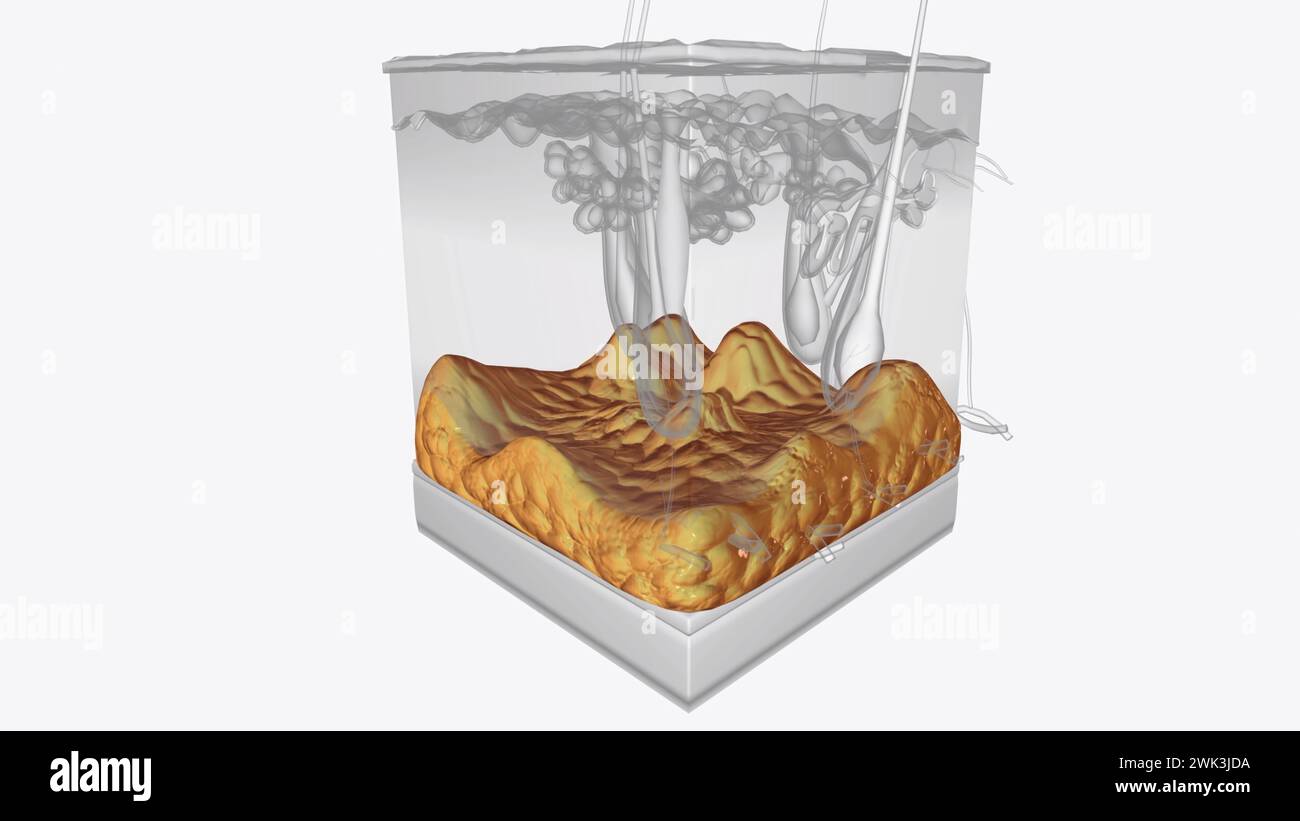Layer of fat under its skin hi-res stock photography and images - Alamy