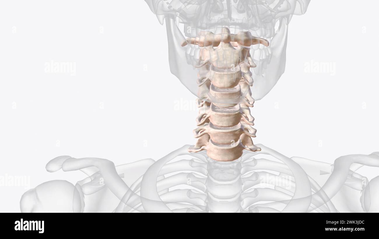 Cervical vertebrae c7 hi-res stock photography and images - Alamy