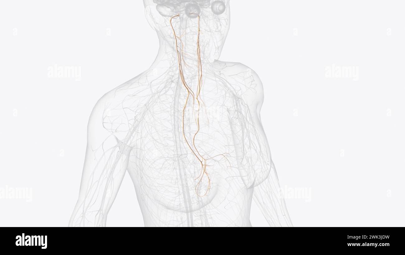 The vagus nerve (cranial nerve CN X) is the longest cranial nerve in ...