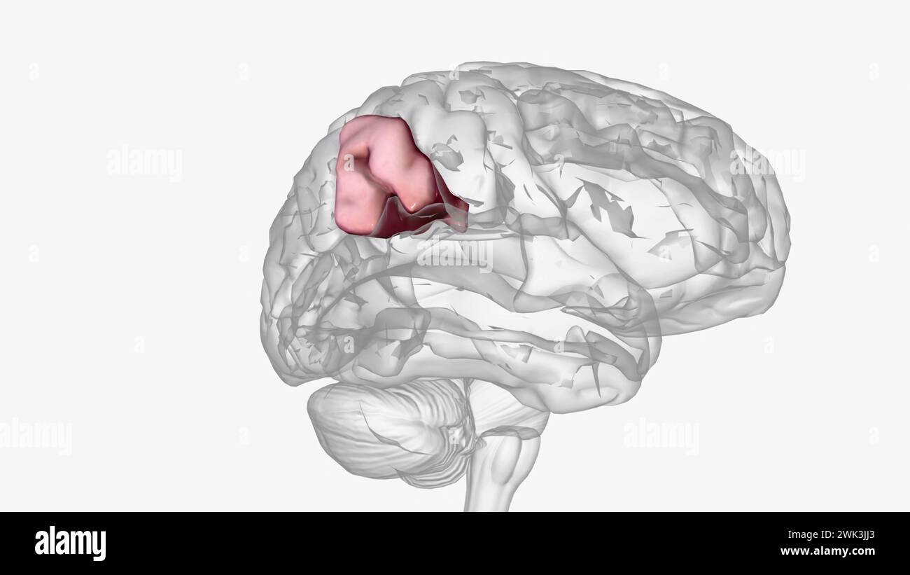 Brain supramarginal gyrus anatomy hi-res stock photography and images ...