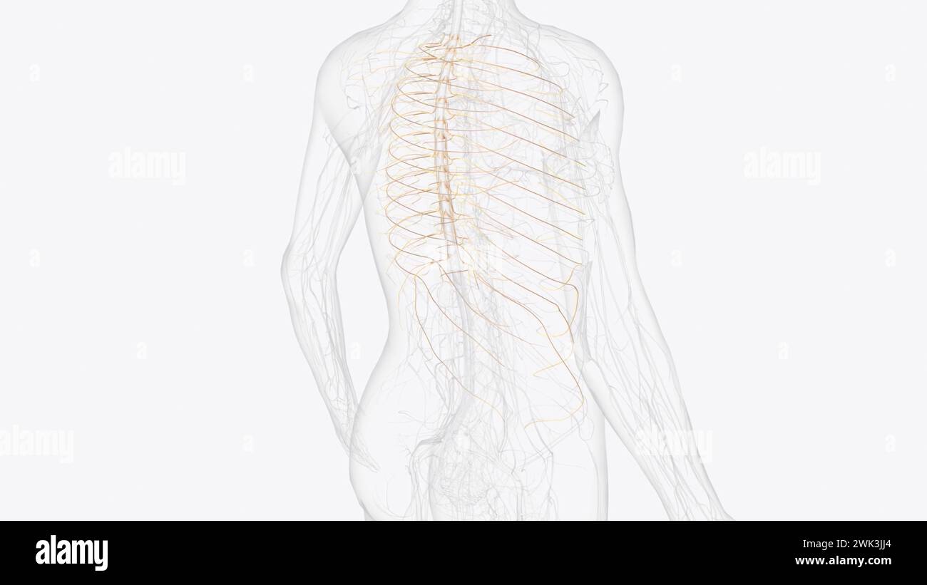 The thoracic spine has 12 nerve roots (T1 to T12) on each side of the ...