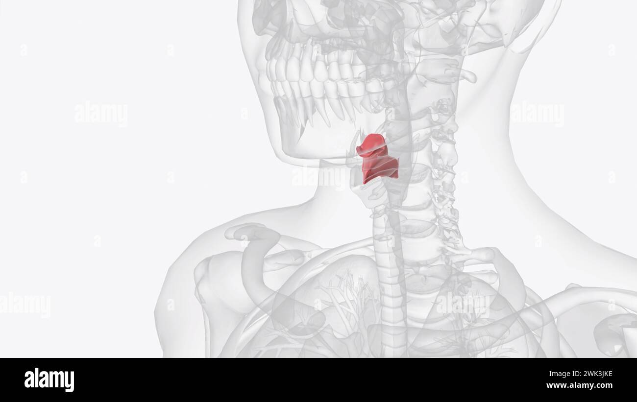 Human diaphragm tissue hi-res stock photography and images - Alamy