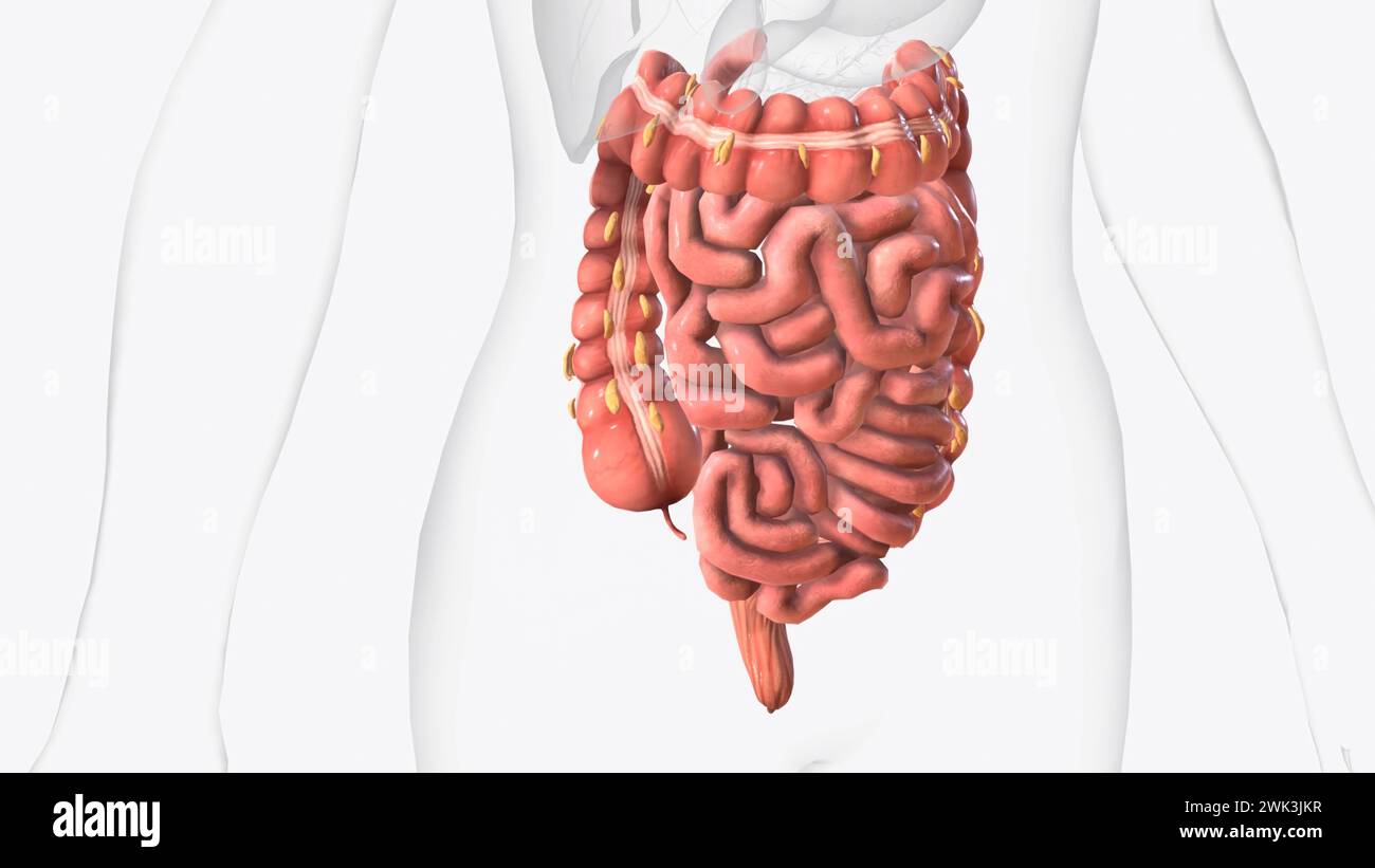 Upper gastrointestinal tract hi-res stock photography and images - Alamy