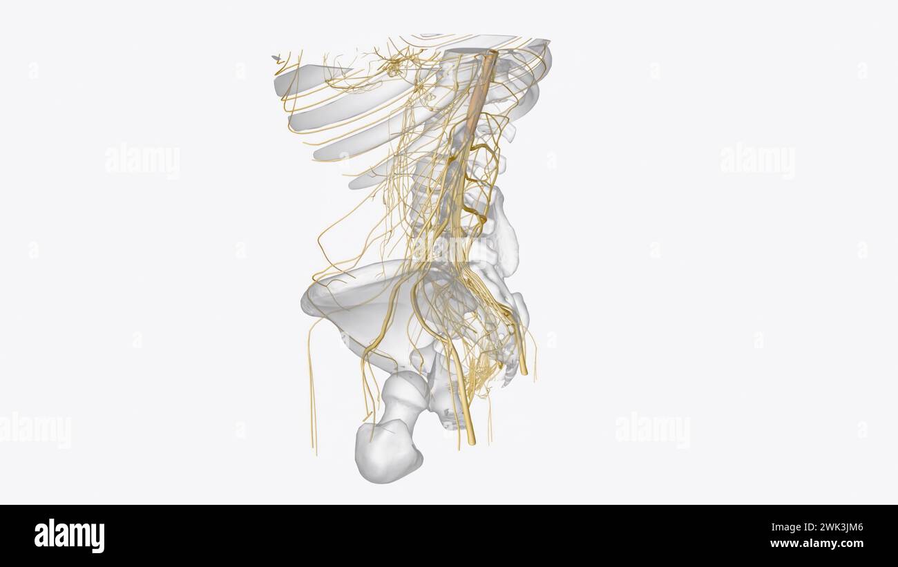 Complex biological system hi-res stock photography and images - Alamy