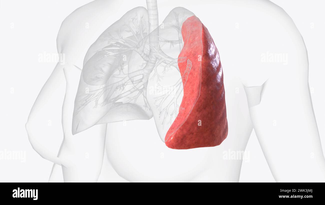 Inferior lobe hi-res stock photography and images - Alamy