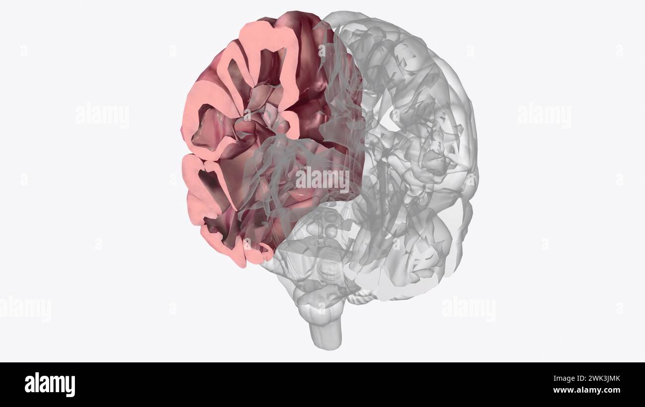 Brain coronal section hi-res stock photography and images - Alamy