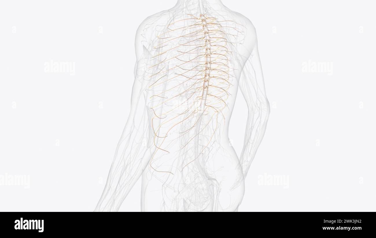 The thoracic spine has 12 nerve roots (T1 to T12) on each side of the ...