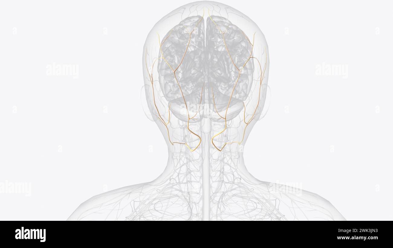 Occipital nerves hi-res stock photography and images - Alamy