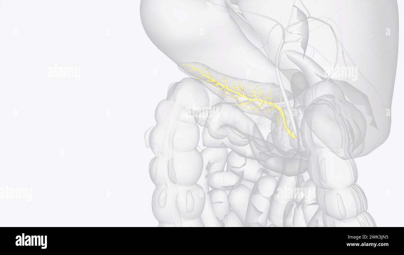 The pancreatic ducts carry digestive enzymes and fluids from the ...