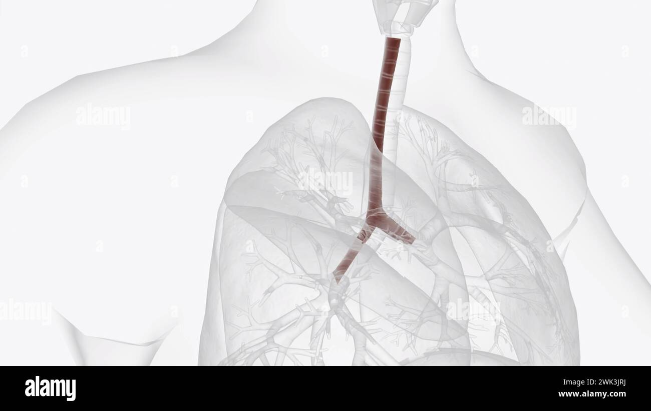 The trachealis muscle is a sheet of smooth muscle in the trachea 3d ...