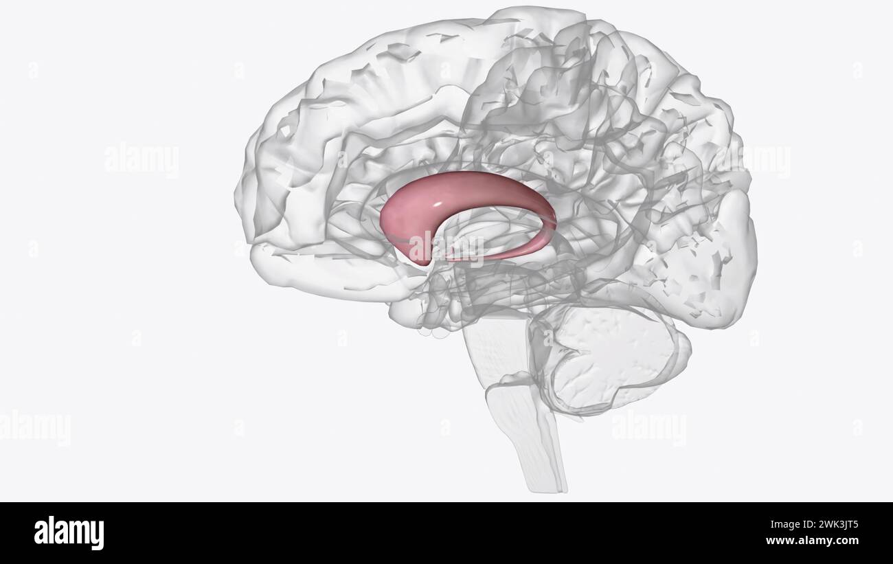 Corpus alzheimers disease hi-res stock photography and images - Alamy