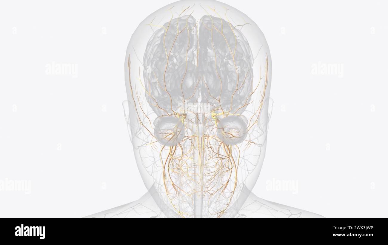 Cranial v hi-res stock photography and images - Alamy