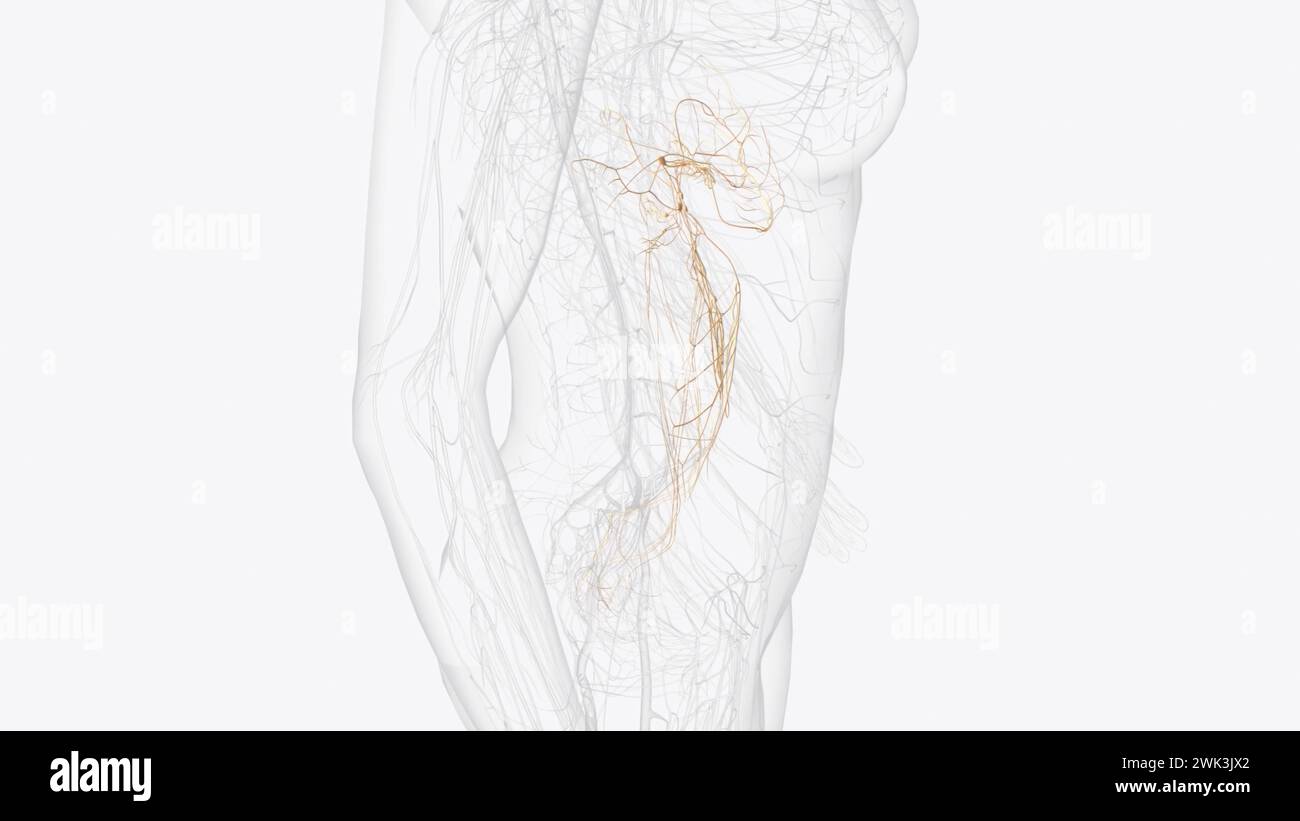 Autonomic neuron hi-res stock photography and images - Alamy