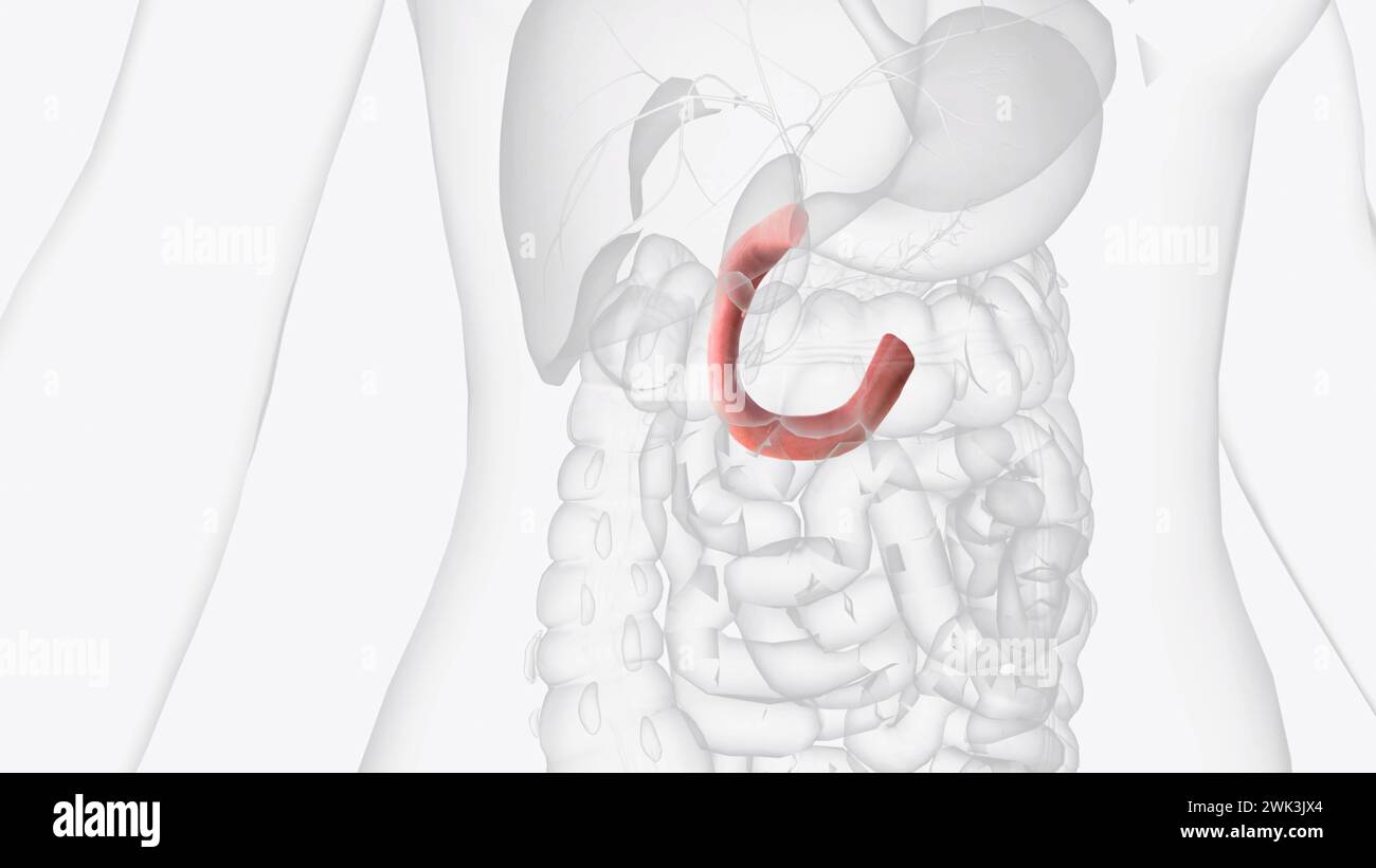 Endoscopy barrett esophagus hi-res stock photography and images - Alamy