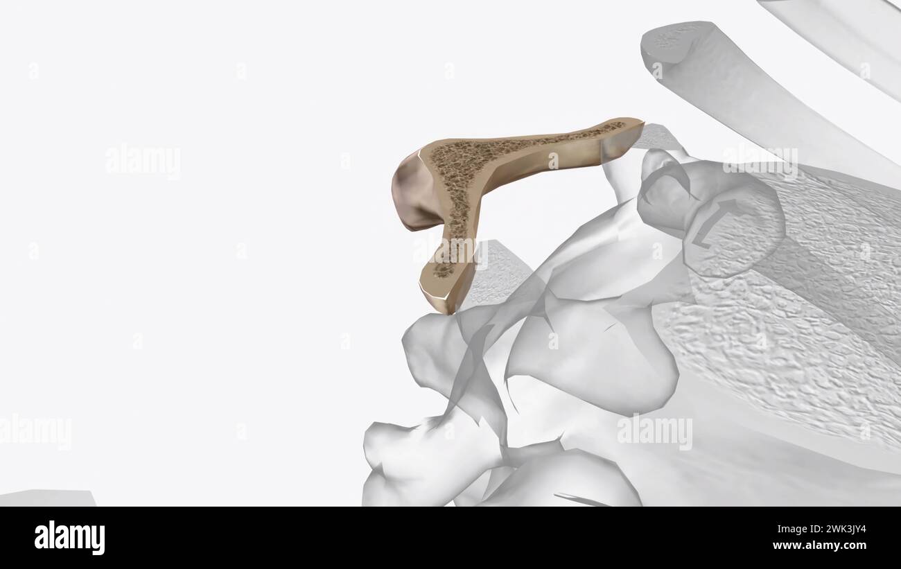 The eleventh thoracic vertebra (T11) is located near the bottom of the ...