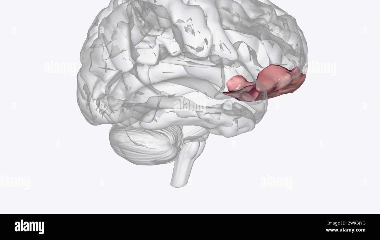 The orbital gyri are located on the inferior surface of the frontal ...
