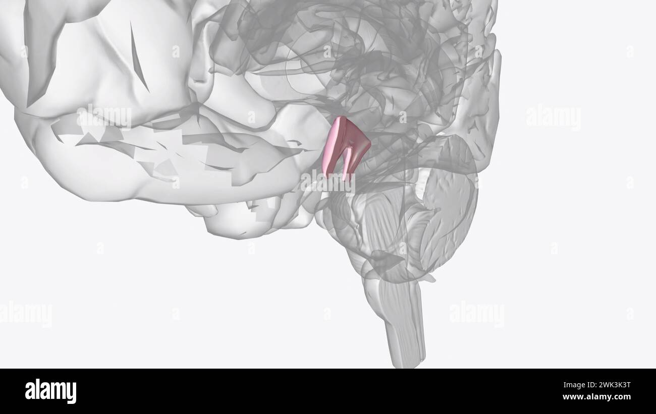 Hypothalamus neuron hi-res stock photography and images - Alamy
