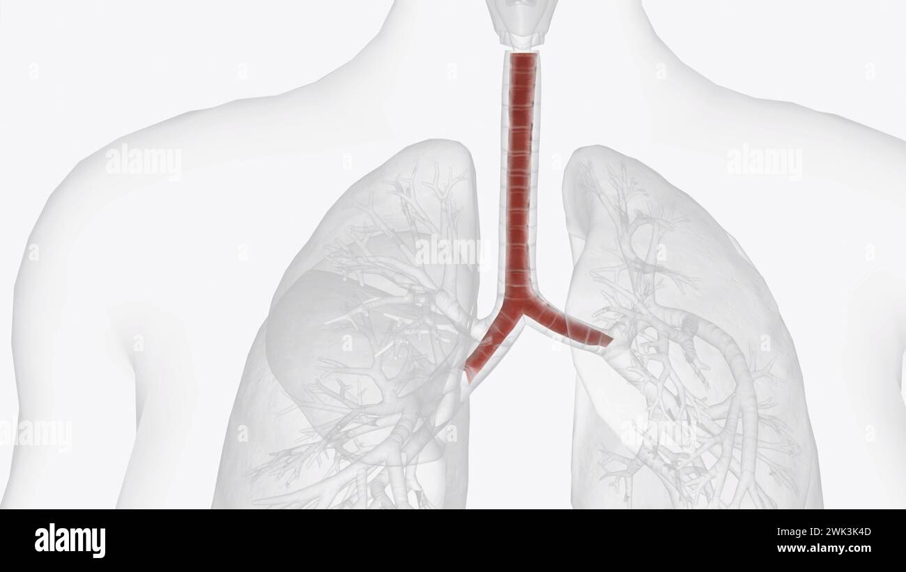 The trachealis muscle is a sheet of smooth muscle in the trachea 3d ...