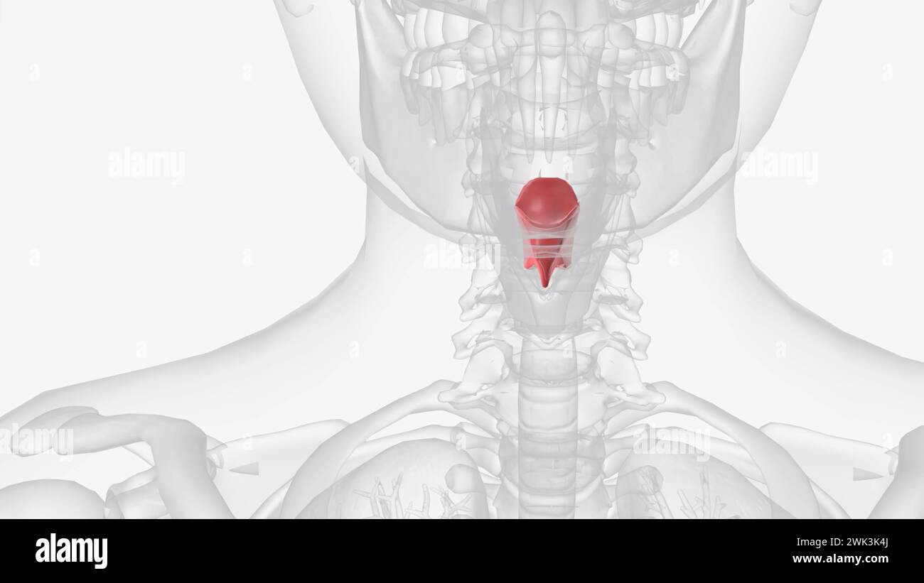 Vocal folds hi-res stock photography and images - Alamy