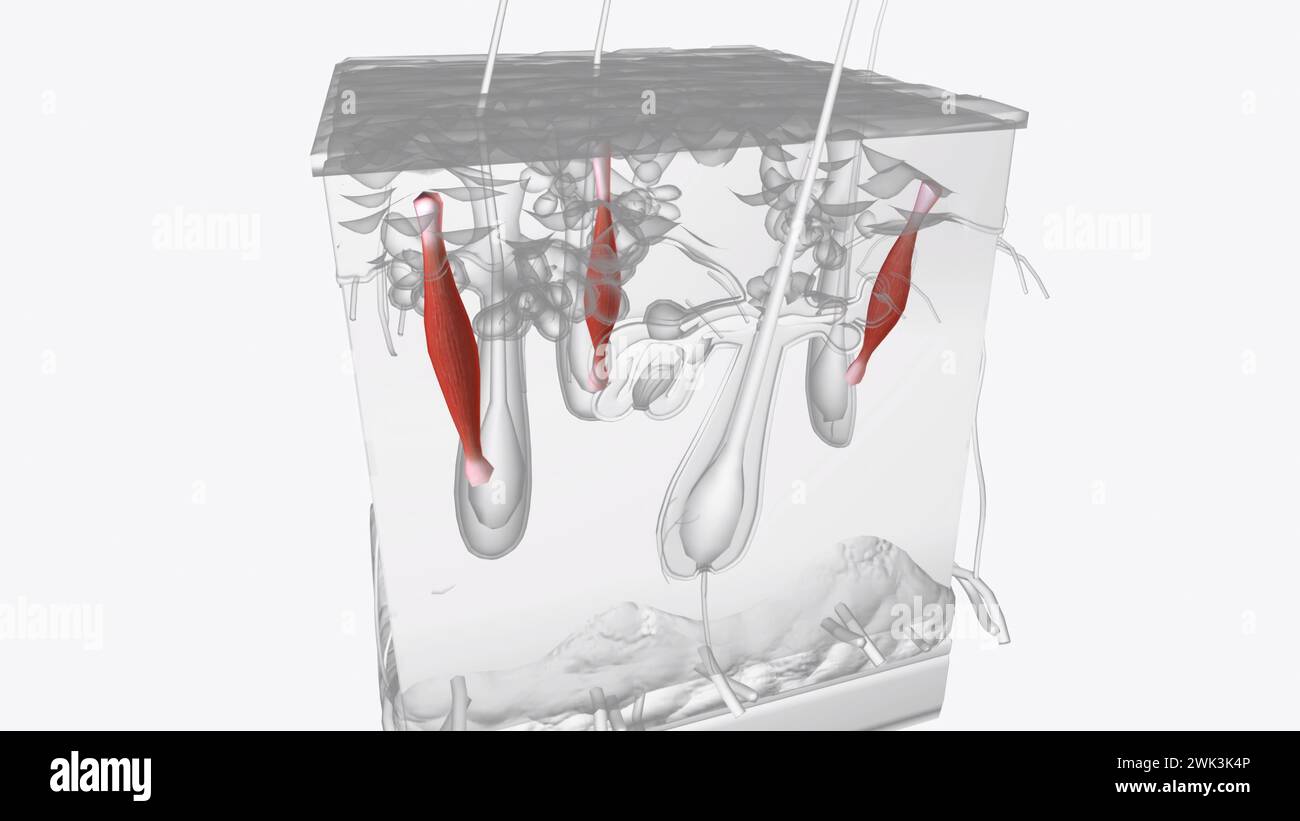 Arrector pili hi-res stock photography and images - Alamy