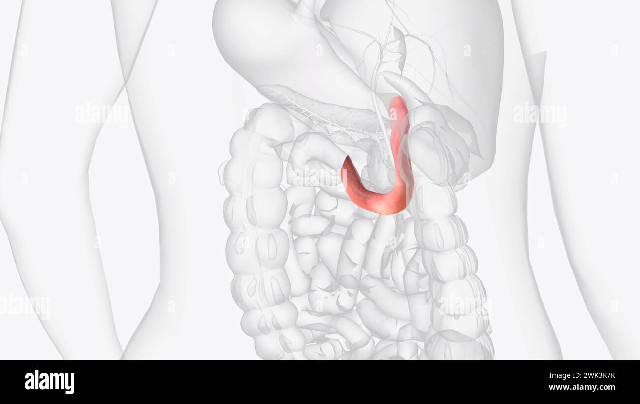The duodenum is the initial C-shaped segment of the small intestine and ...