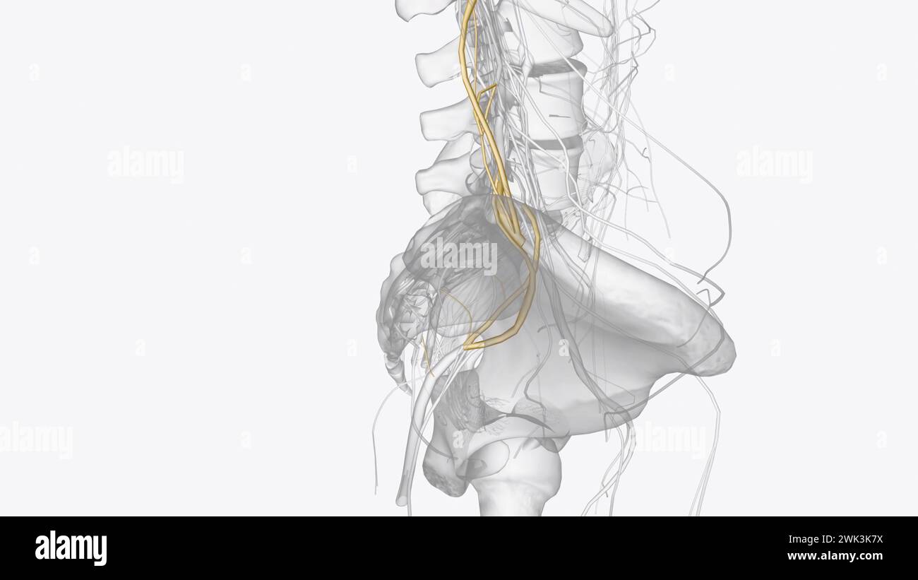 Anatomy of sacral nerve roots hi-res stock photography and images - Alamy