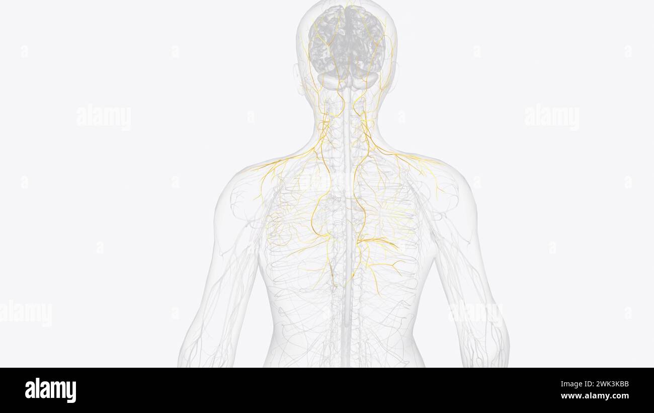 Ventral rami hi-res stock photography and images - Alamy