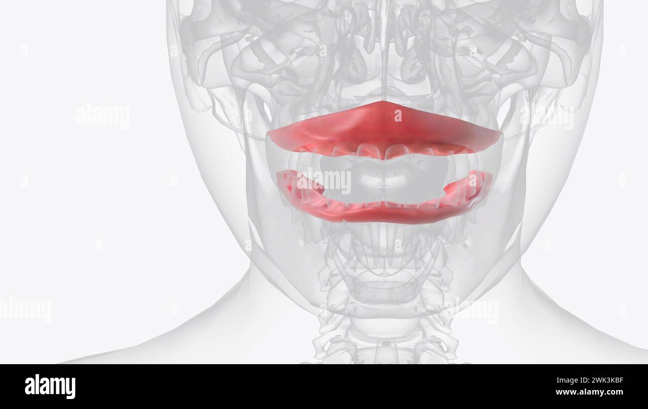 Upper gingiva hi-res stock photography and images - Alamy