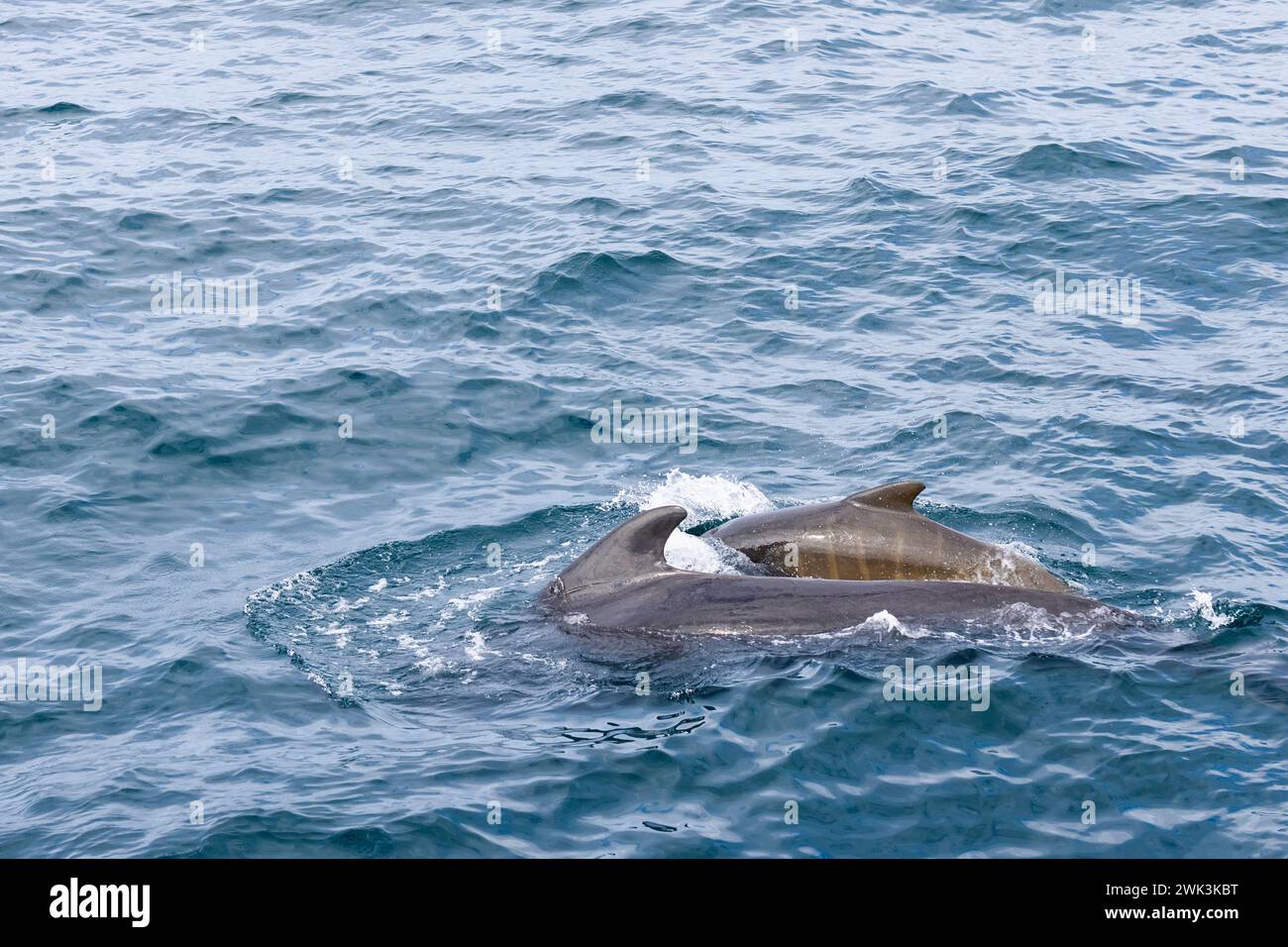 Whale backs hi-res stock photography and images - Alamy
