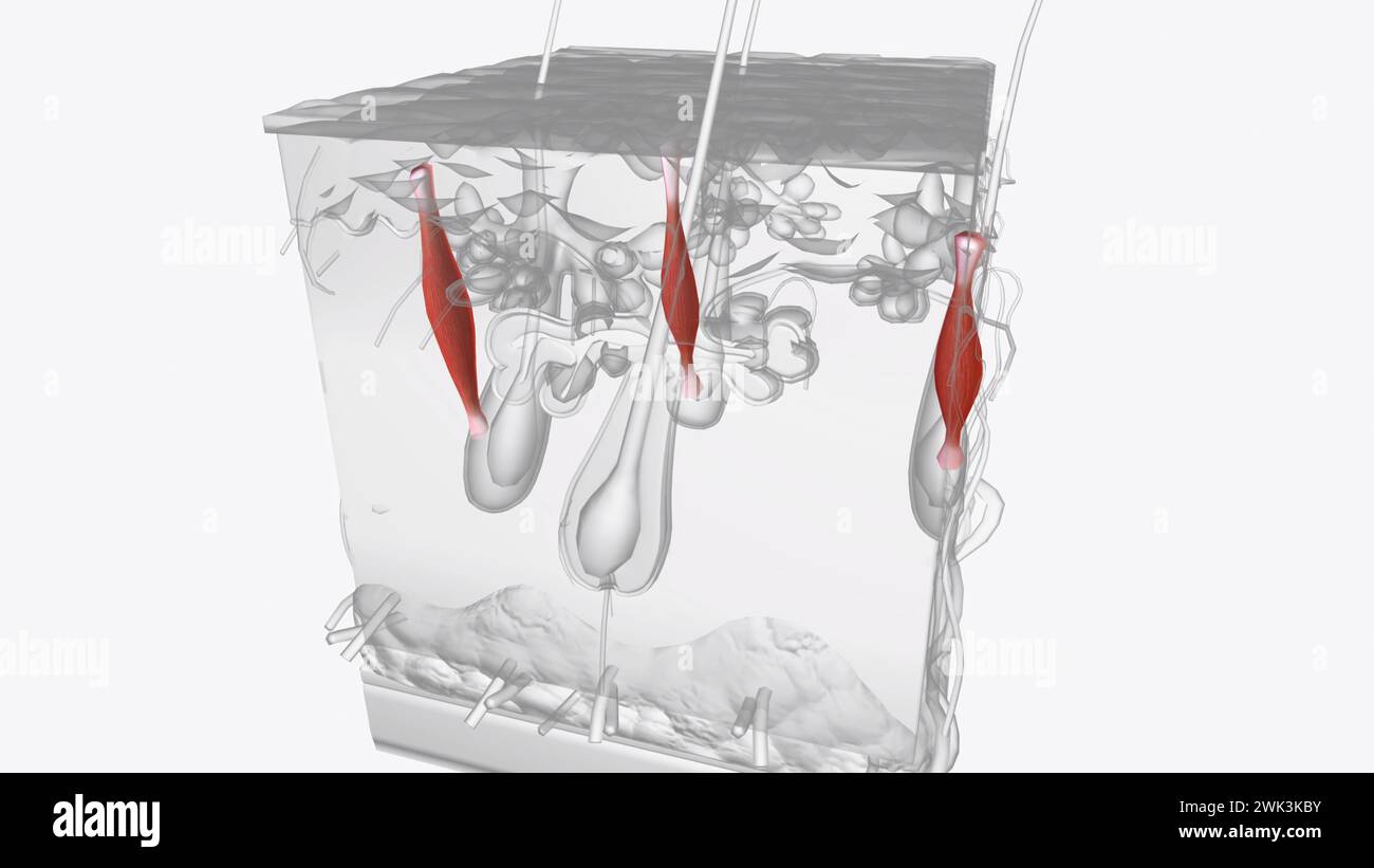 Skin Layers of Arrector pili muscles 3d illustration Stock Photo - Alamy