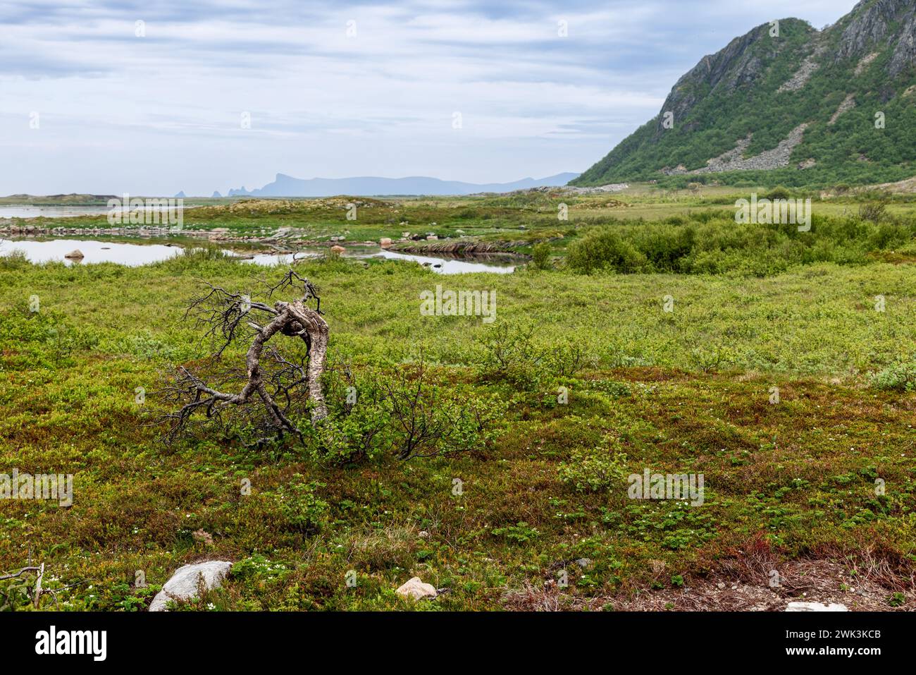 Marshland under overcast sky hi-res stock photography and images - Alamy