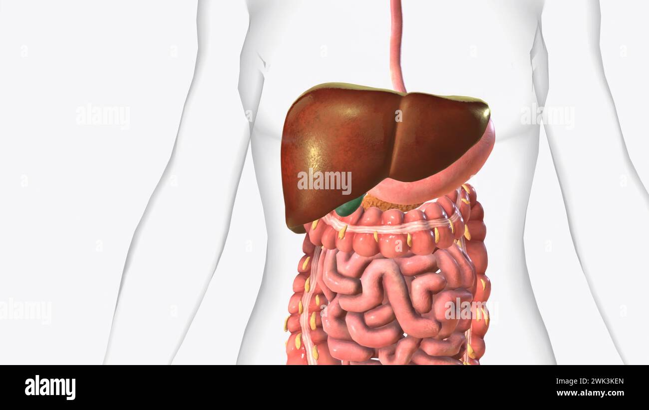 Digestive system functions hi-res stock photography and images - Alamy