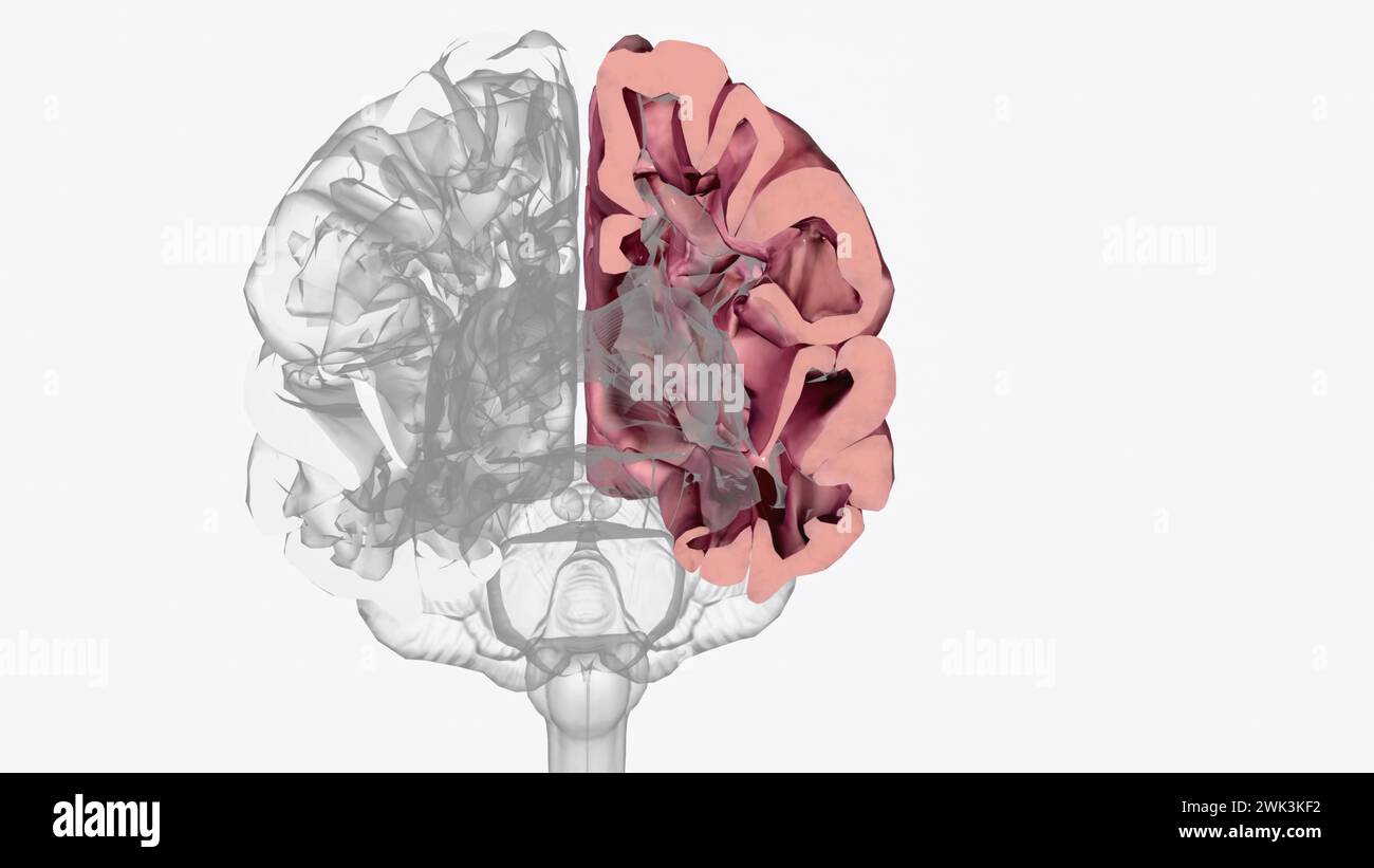 Half brain half heart hi-res stock photography and images - Alamy