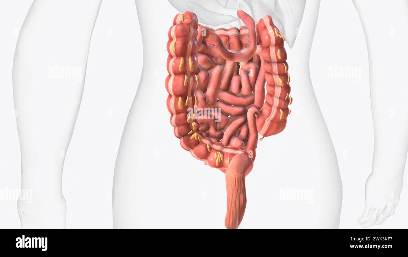 Lower gastrointestinal tract hi-res stock photography and images - Alamy