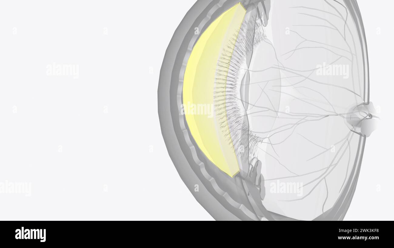 Corneal layer hi-res stock photography and images - Alamy