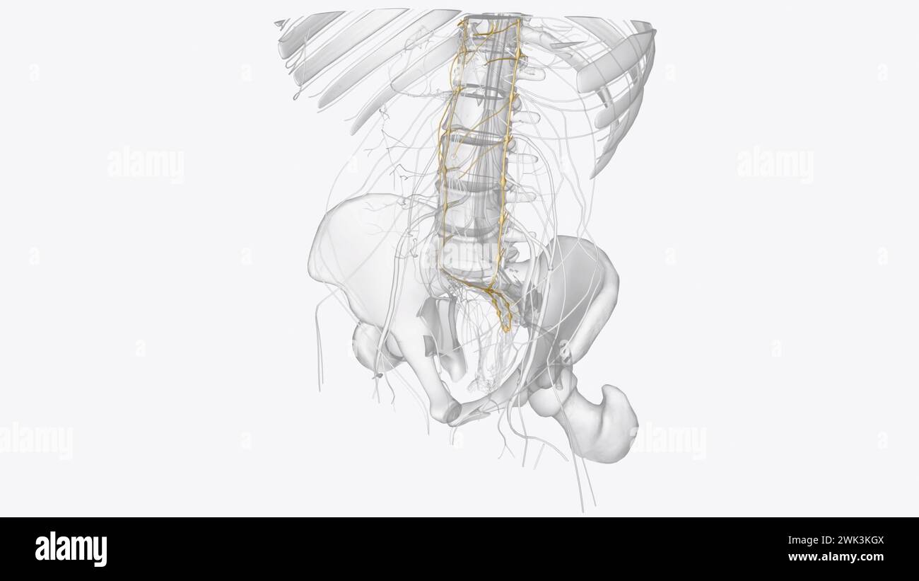 The sympathetic trunks are a paired bundle of nerve fibers that run ...