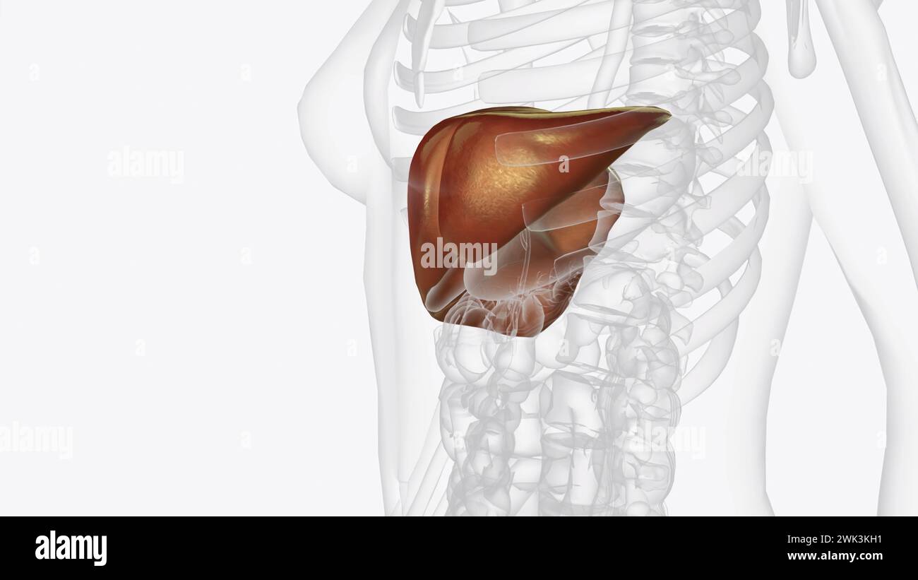 The liver is a large organ in the abdomen that performs many important ...