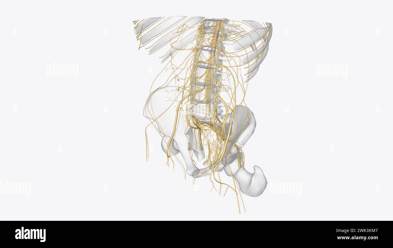 Spinal cord brain anatomy 3d Cut Out Stock Images & Pictures - Alamy