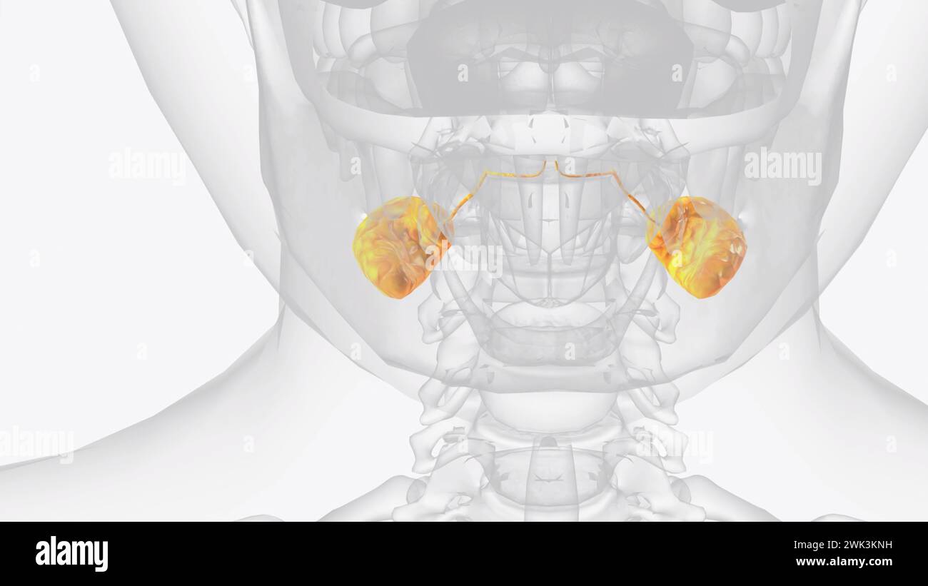 Sublingual glands hi-res stock photography and images - Alamy