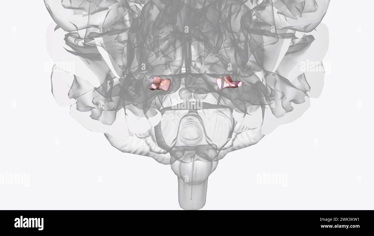 Optic nerve pathway hi-res stock photography and images - Alamy