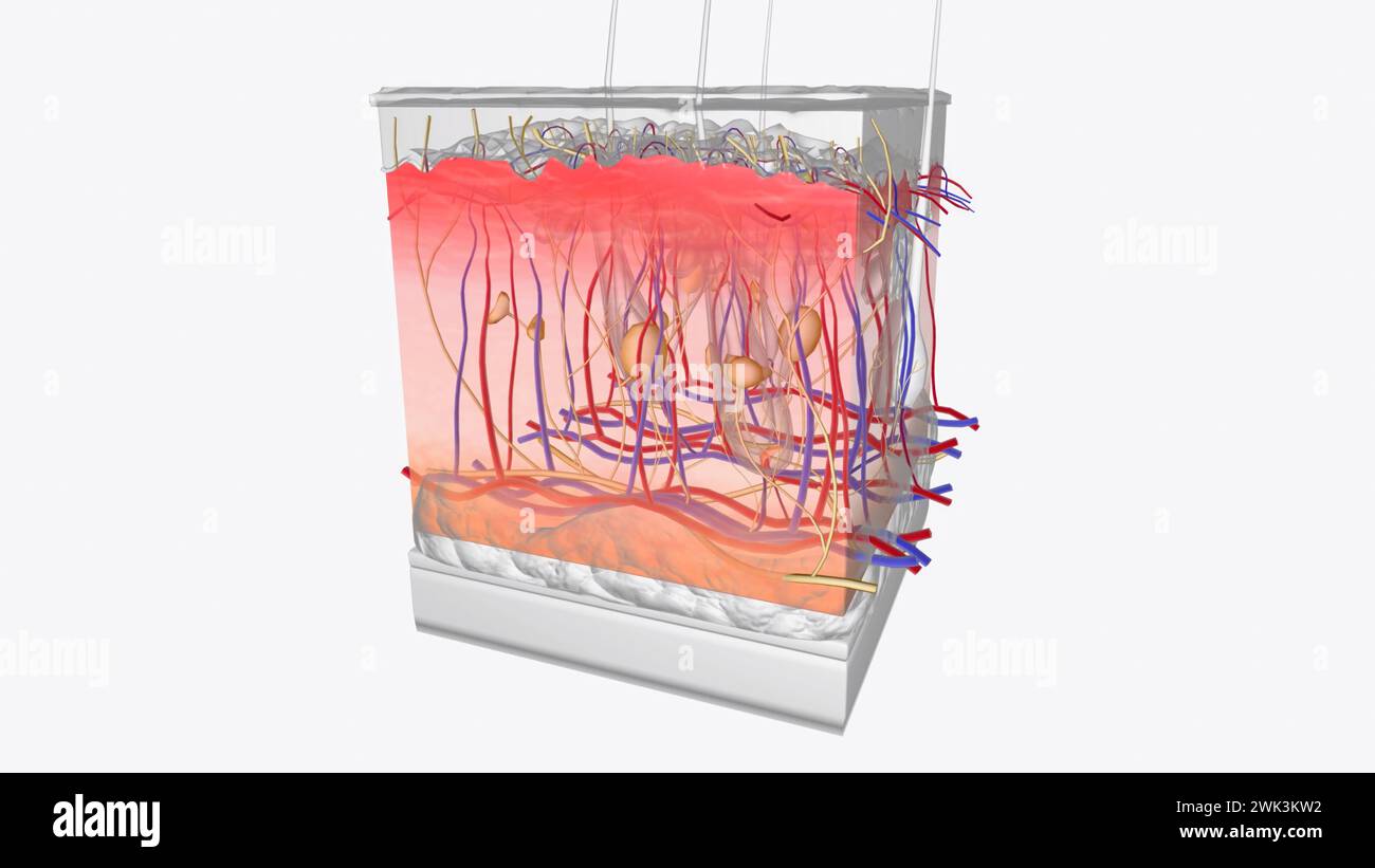 Keratinous layer Cut Out Stock Images & Pictures - Alamy
