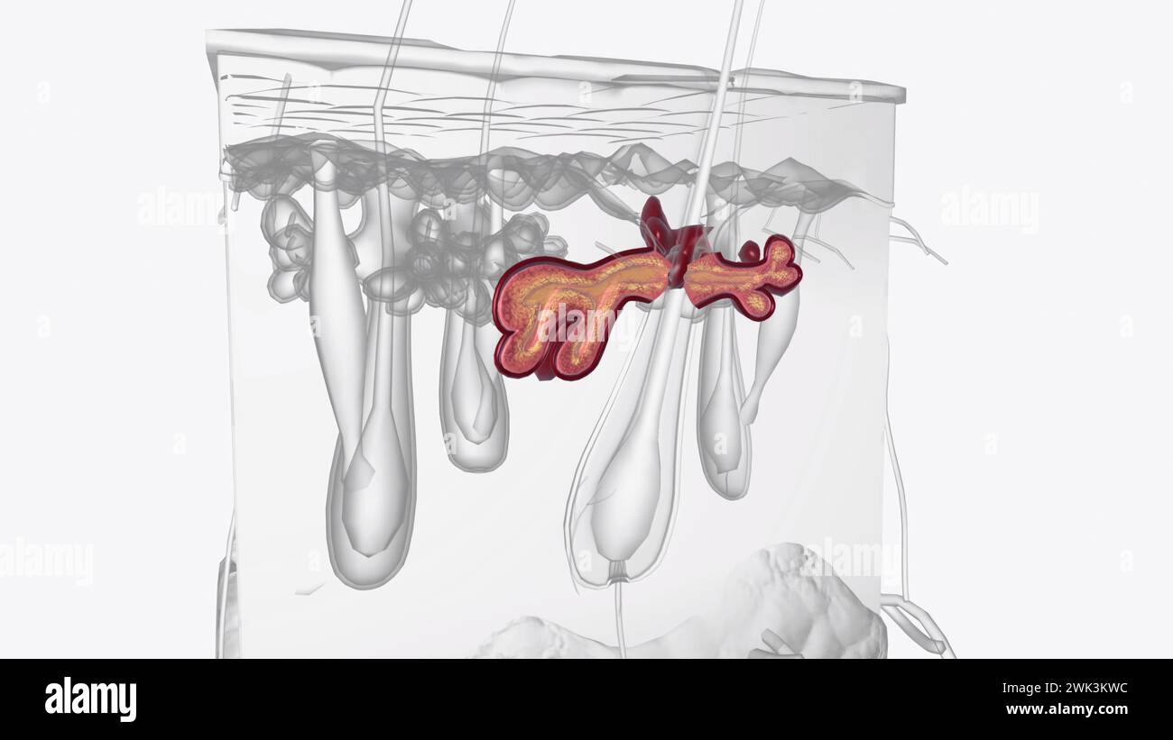 Connective tissue in vessels hi-res stock photography and images - Alamy