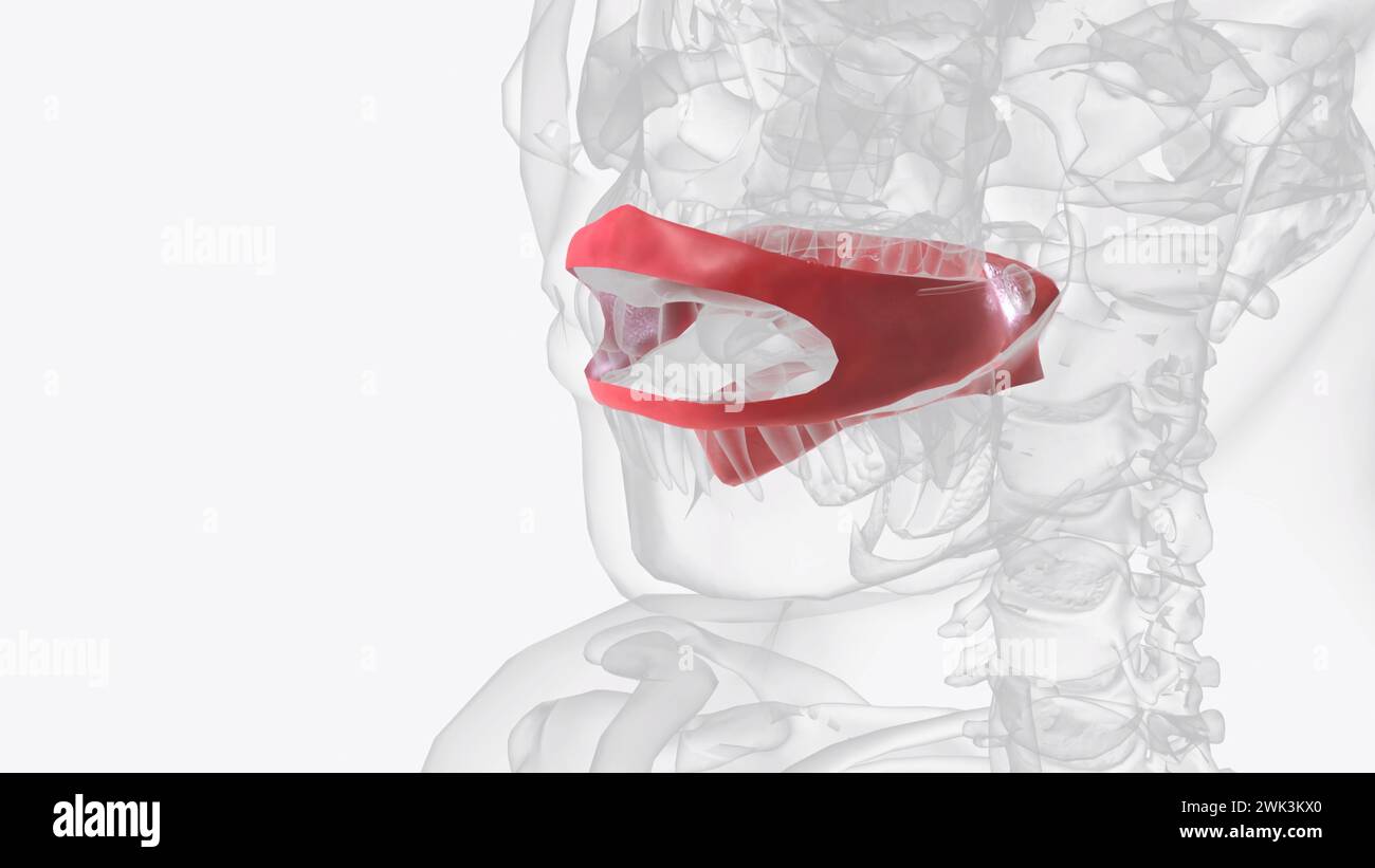 The oral mucosa is the mucous membrane lining the inside of the mouth ...