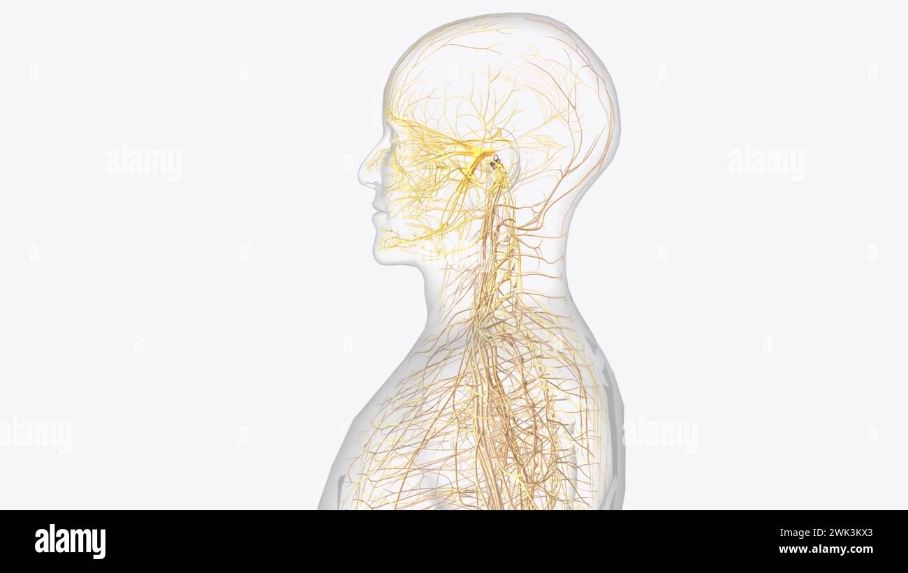 Cranial Nerves I, olfactory, The olfactory nerve carries impulses for ... Cranial Nerves I, olfactory, The olfactory nerve carries impulses for ...