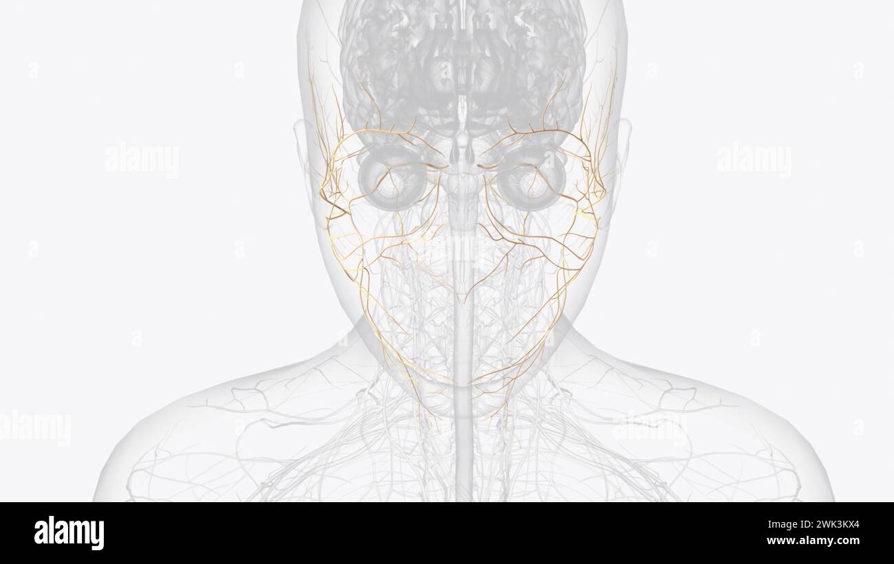 The abducens nerve is the sixth cranial nerve (CN VI) 3d illustration ...