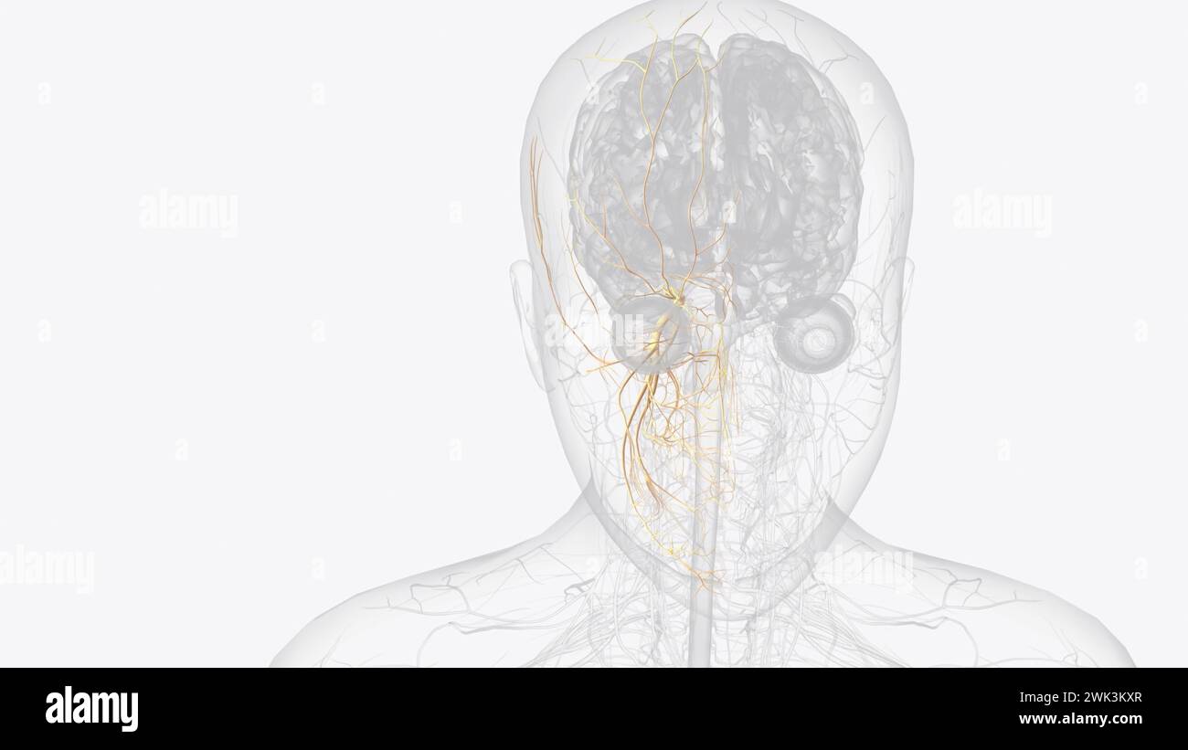 Trigeminal nerve pain Cut Out Stock Images & Pictures - Alamy