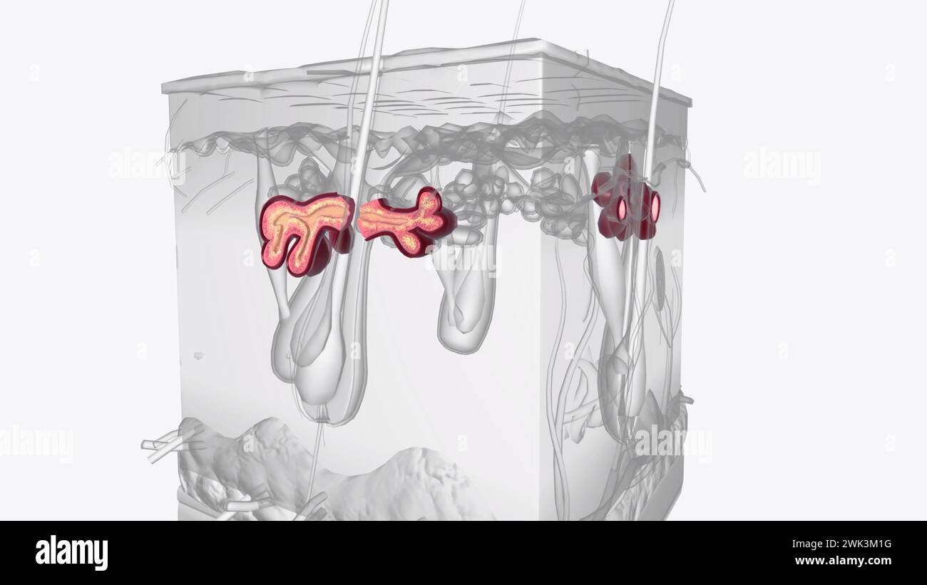 Connective tissue in vessels hi-res stock photography and images - Alamy